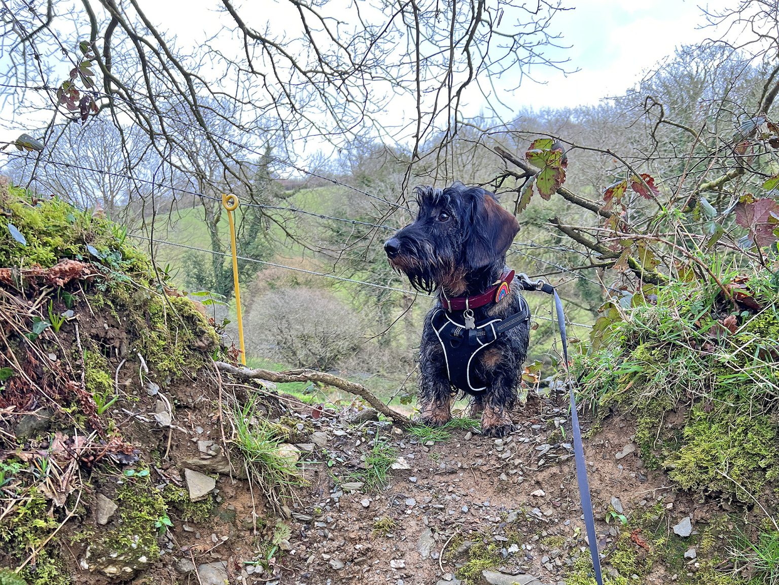 Why is it So Important to Keep Dogs on Leads? - Dog friendly cottages ...